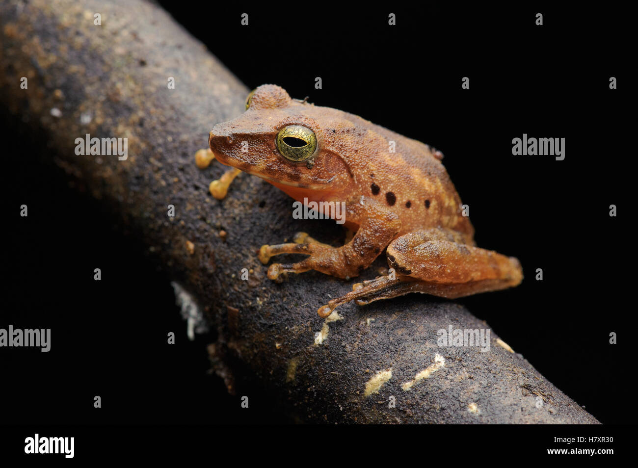 Old World Tree Frog (Rhacophoridae), Danum Valley Conservation Area ...