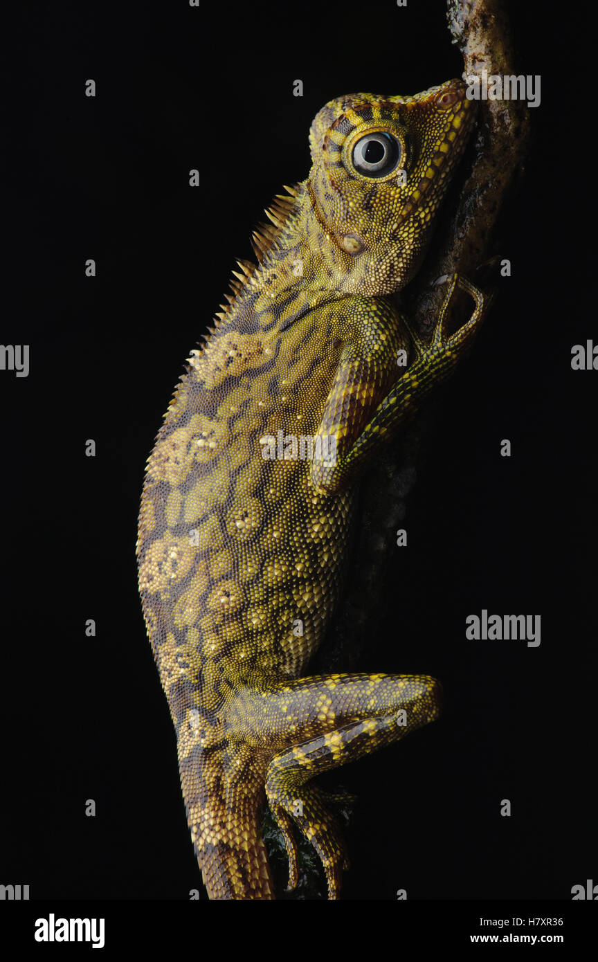 Borneo Anglehead Lizard (Gonocephalus bornensis), Danum Valley ...