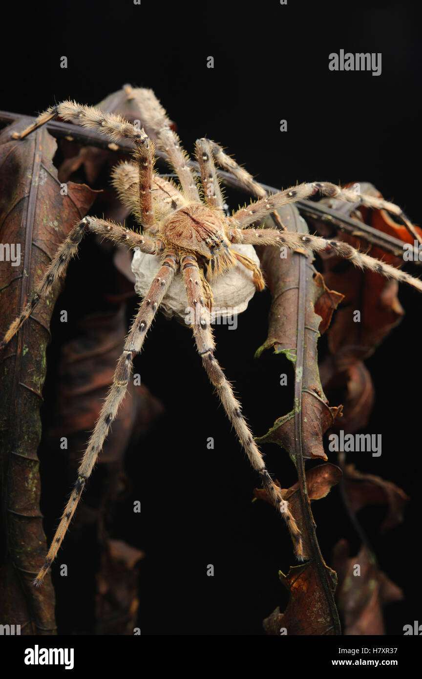 Giant Crab Spider (Sparassidae) female with her egg sac, Kubah National ...