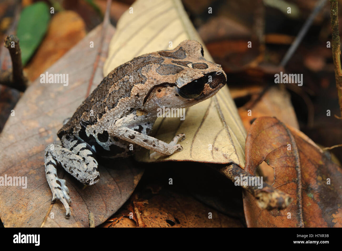 Lowland Litter Frog (Leptobrachium abbotti), Kubah National Park ...