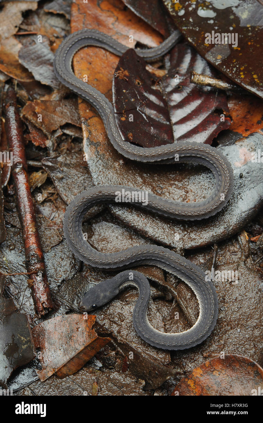 Rough-backed Litter Snake (Xenodermus javanicus), Kubah National Park ...