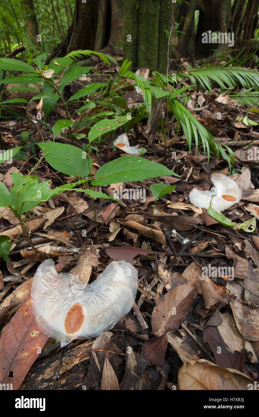 Climbing Gourd (Alsomitra macrocarpa) seeds on the forest floor, Kubah ...