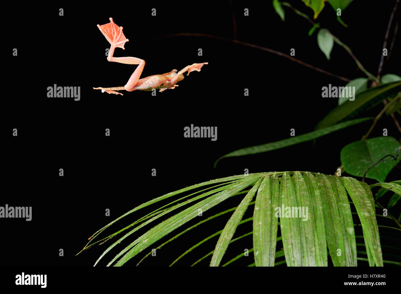 Harlequin Flying Tree Frog (Rhacophorus pardalis) gliding, Kubah ...
