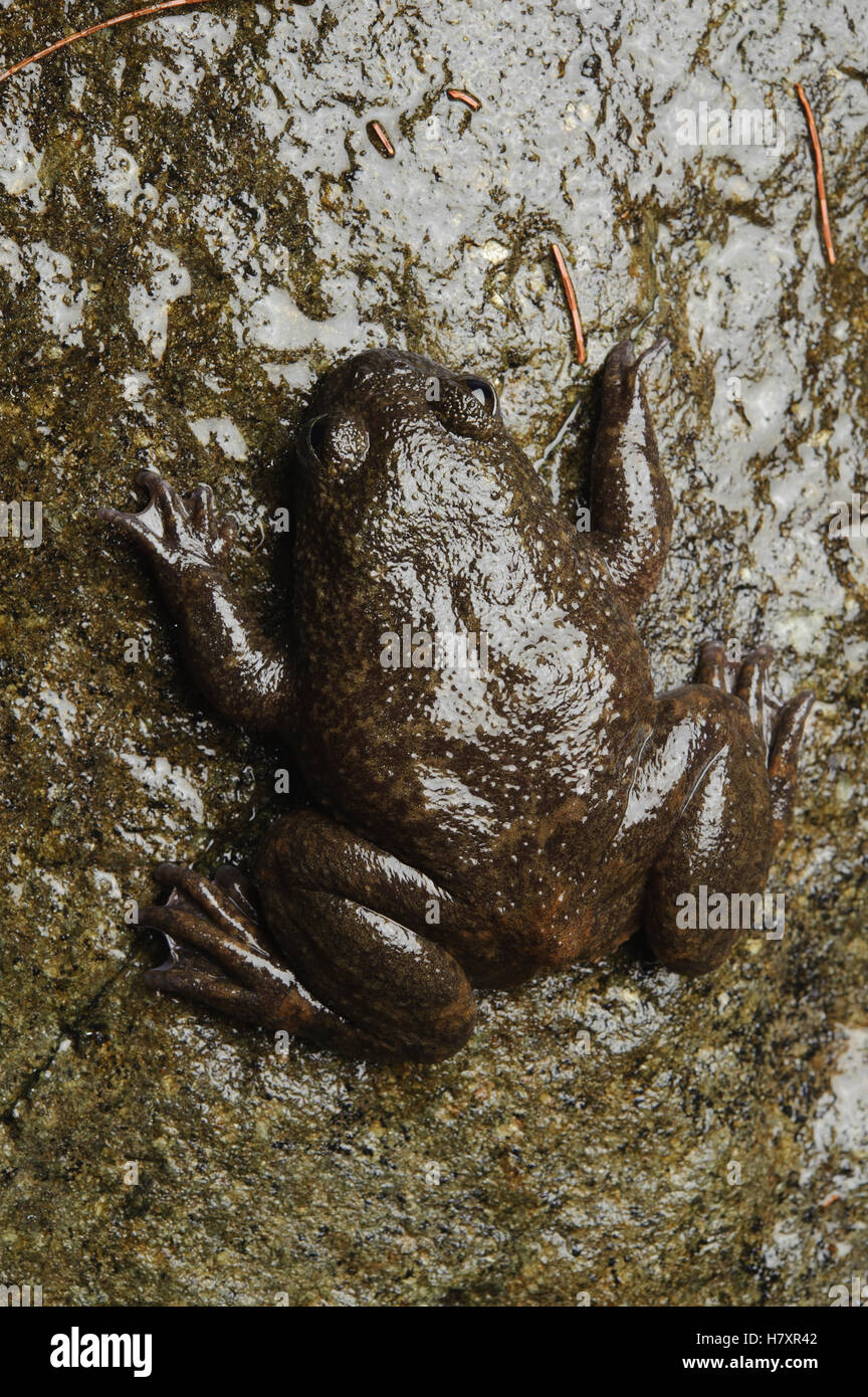 Philippine Flat-headed Frog (Barbourula busuangensis) camouflaged on ...