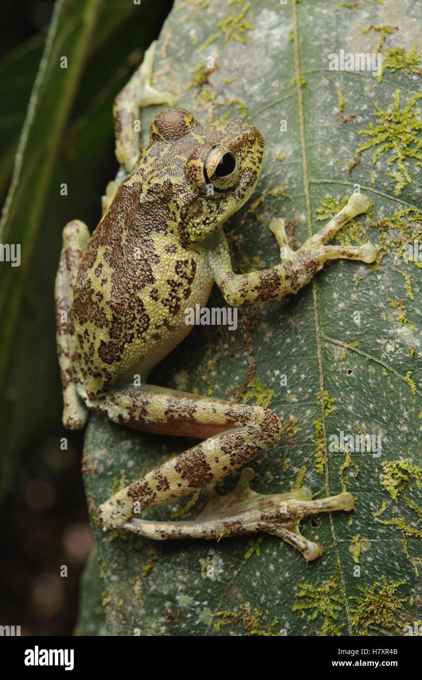 Mossy Tree Frog (Rhacophorus everetti), Mount Victoria, Palawan ...