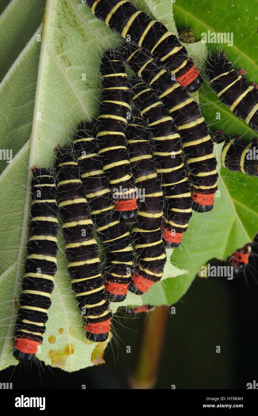 Noctuid Moth (Asota plana) caterpillars feeding on True Fig Shell ...