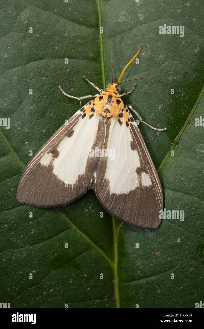 Noctuid Moth (Asota plana), Kuching, Sarawak, Borneo, Malaysia Stock ...