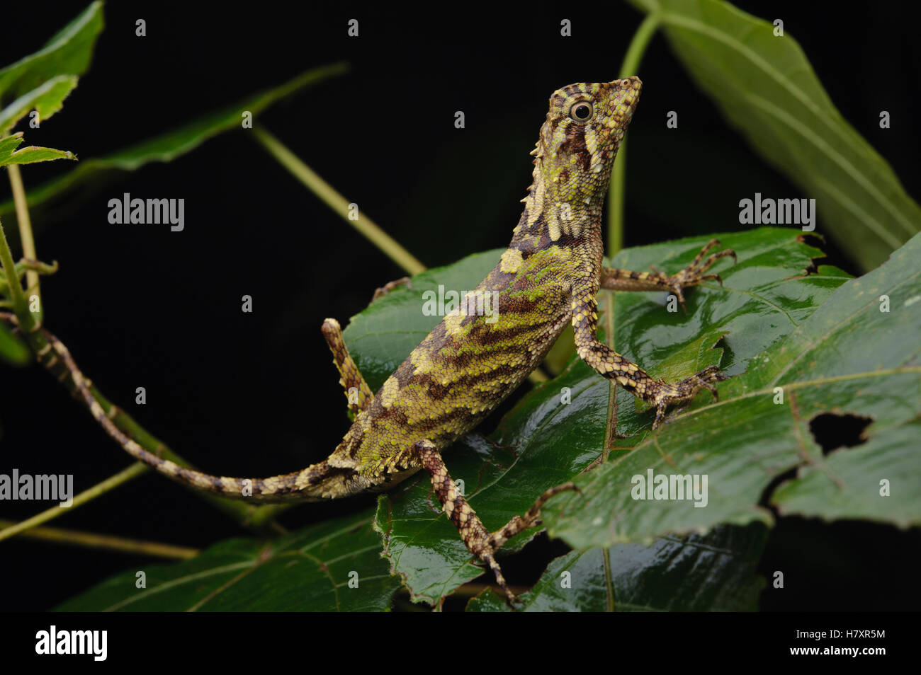 Sabah Eyebrow Lizard (Phoxophrys borneensis) juvenile female, Kinabalu ...