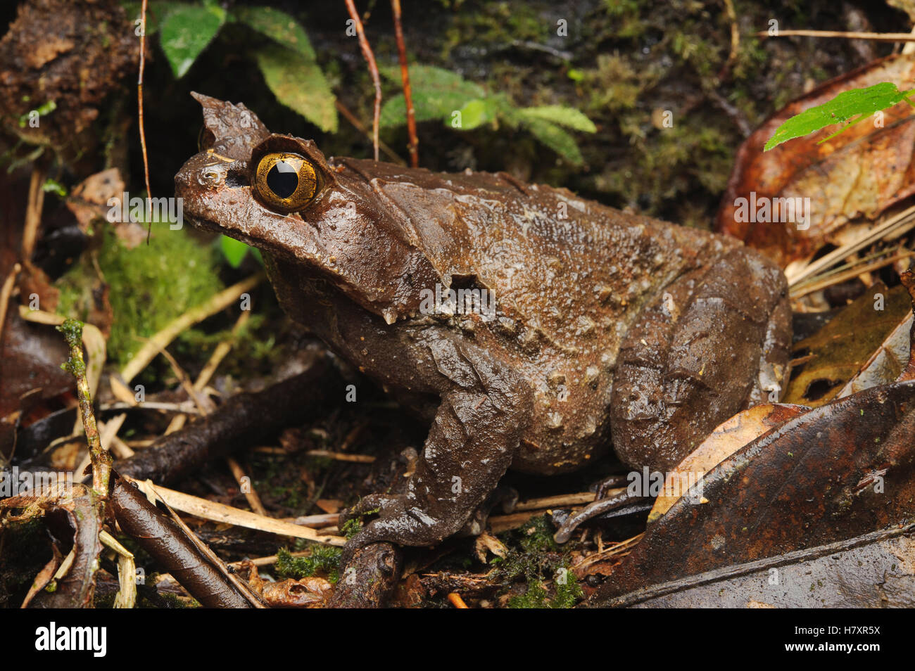 Kobayashi's Horned Frog (Megophrys kobayashii), Kinabalu National Park ...