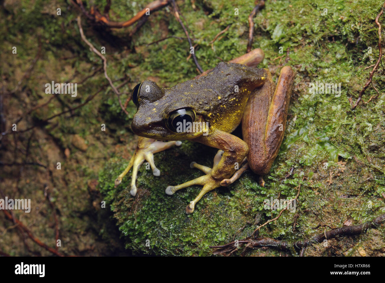 Kiau Borneo Frog (Meristogenys kinabaluensis), Kinabalu National Park ...