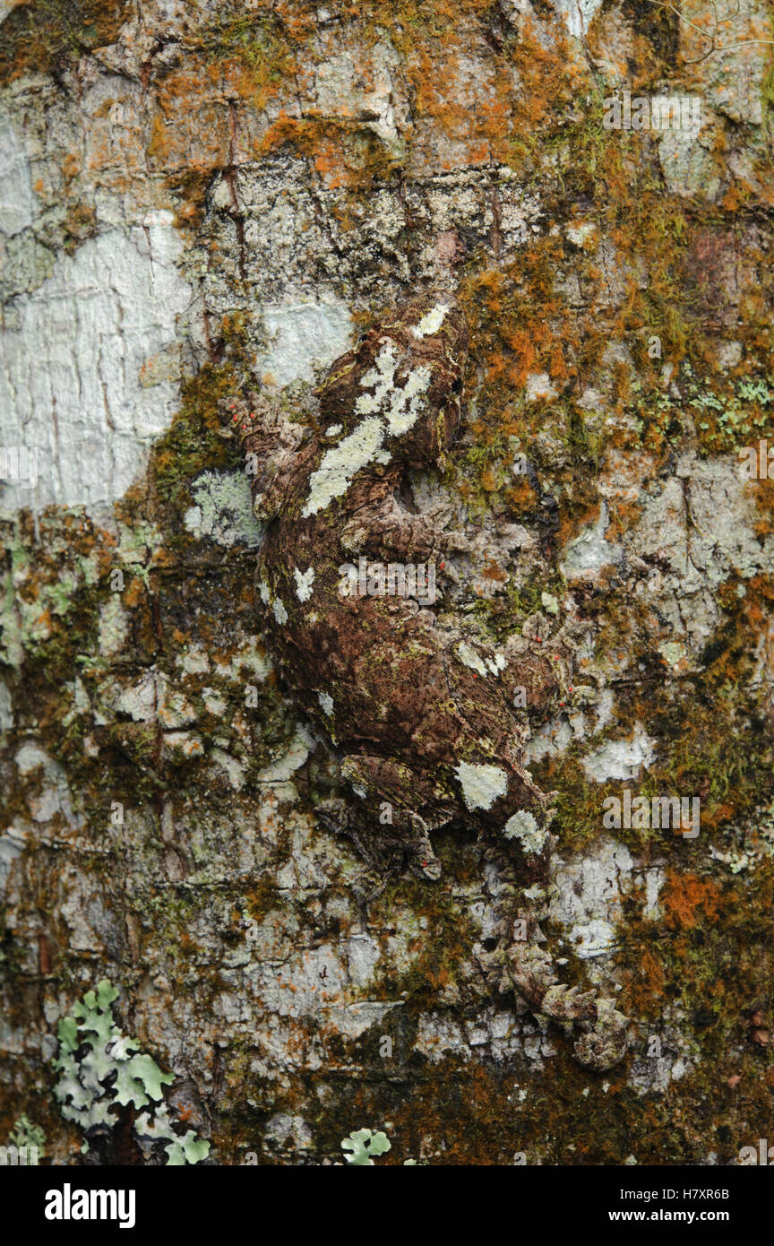 Sabah Flying Gecko (Ptychozoon rhacophorus) camouflaged on bark ...