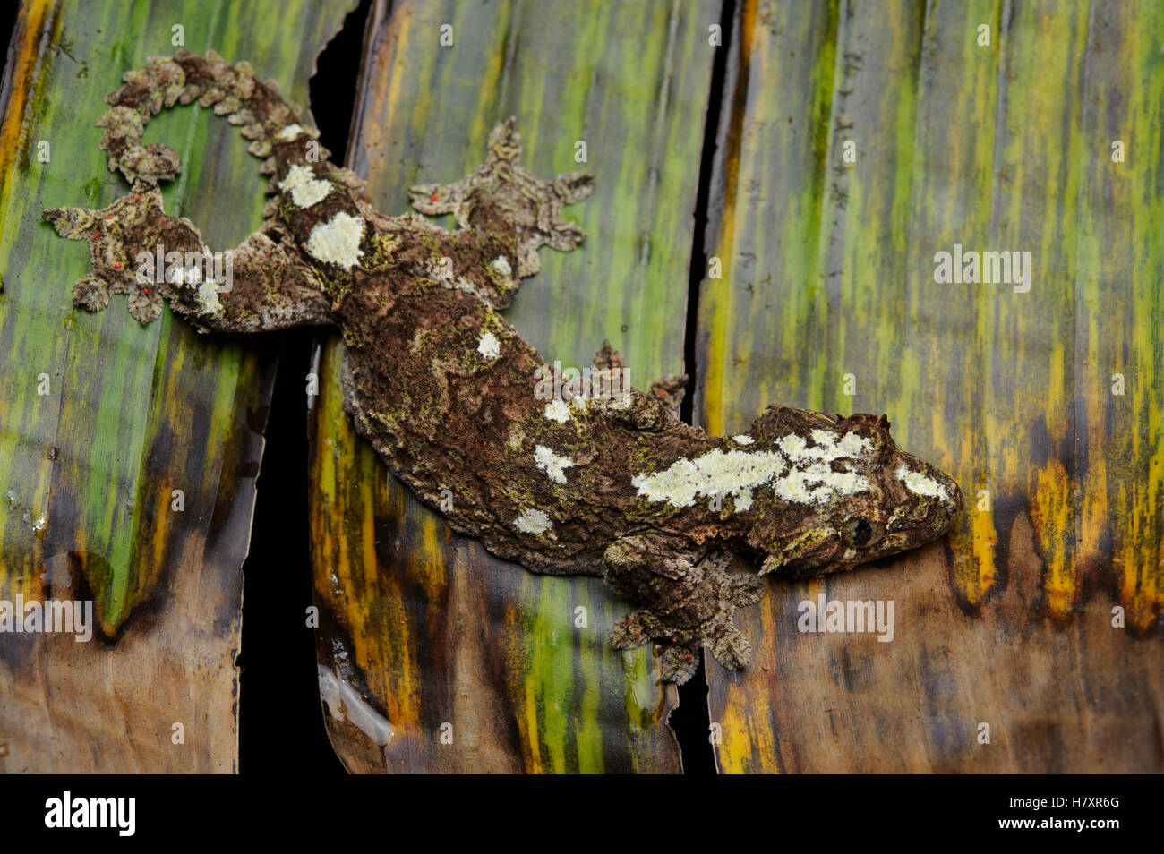 Sabah Flying Gecko (Ptychozoon rhacophorus), Kinabalu National Park ...