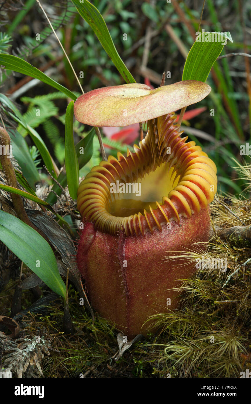 Villose Pitcher Plant (Nepenthes villosa) pitcher, Kinabalu National ...