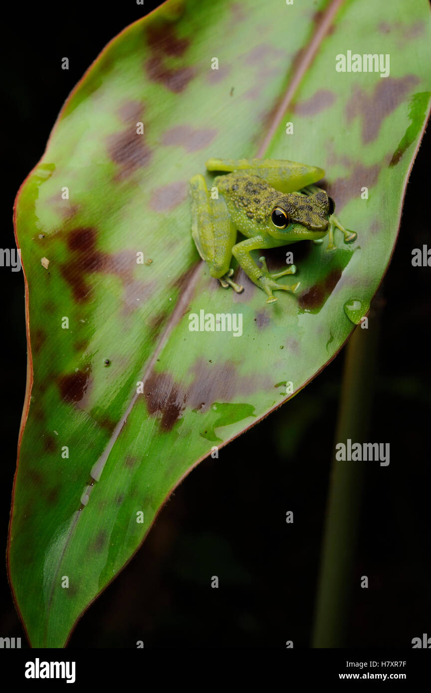 Mindanao Splash Frog (Staurois natator), Danum Valley Conservation Area ...