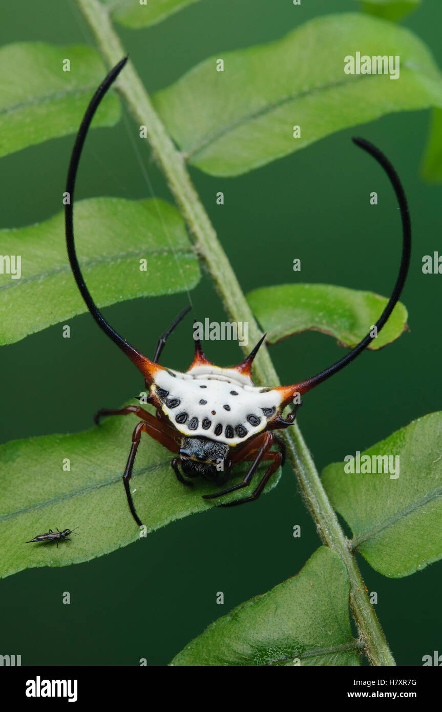 Spiked Spider (Gasteracantha sp), Semengoh Wildlife Rehabilitation ...