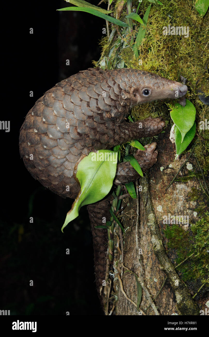 Malayan Pangolin (Manis javanica) climbing, Gunung Penrissen, Sarawak ...