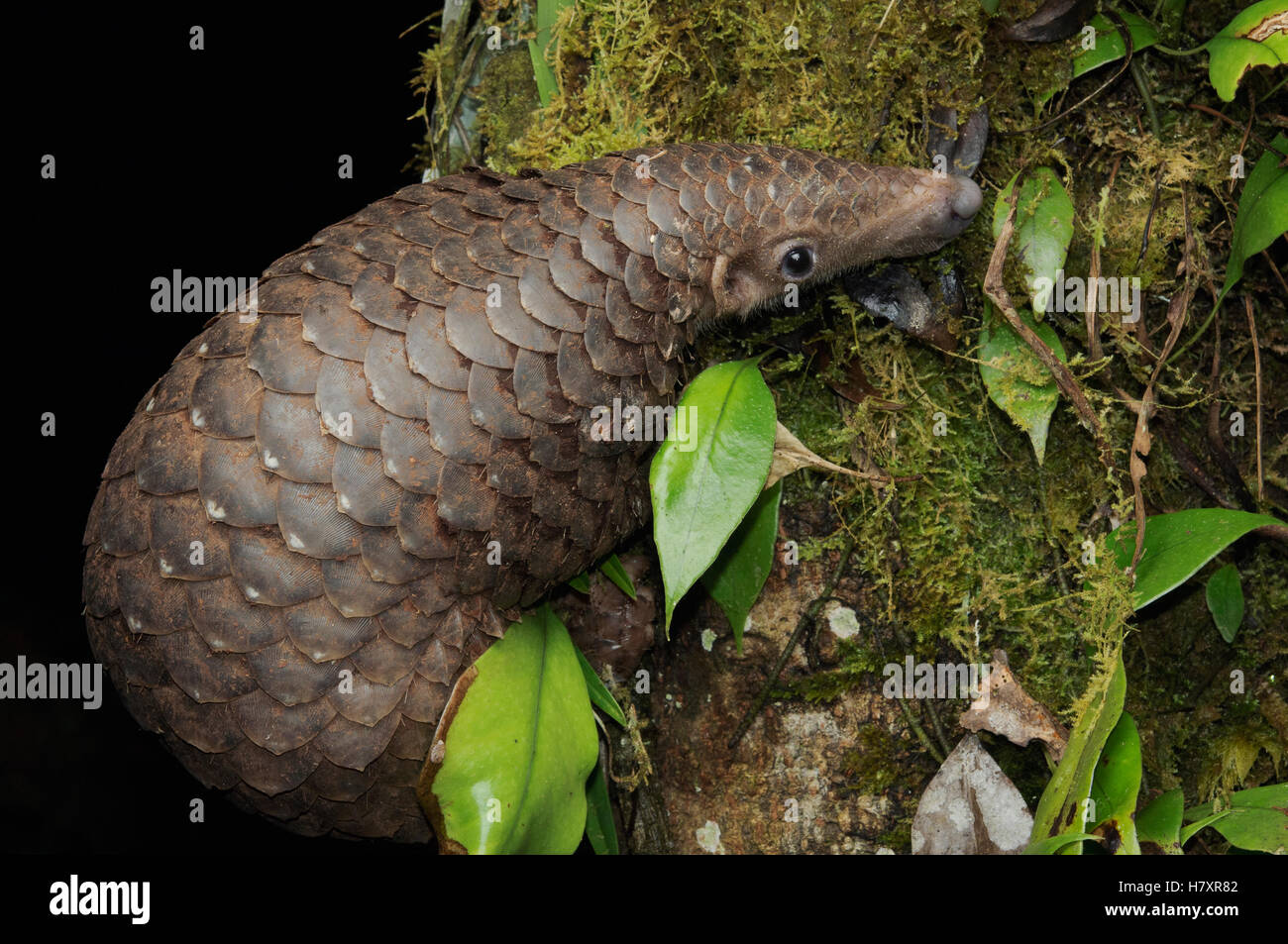 Malayan Pangolin (Manis javanica) foraging for ant and termite nests ...