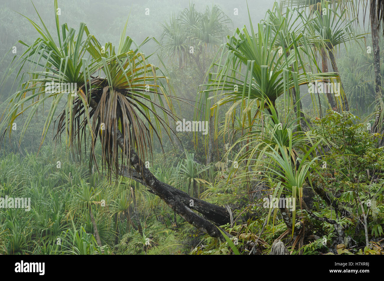 Screw Pine (Pandanus sp) in rainforest, Gunung Talang, Sumatra ...
