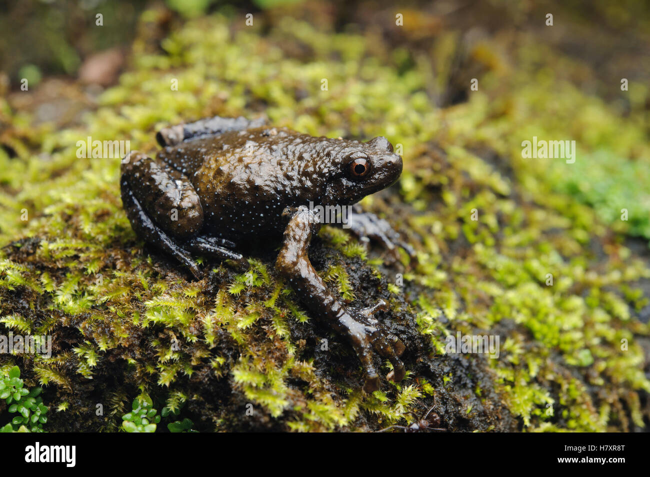 Borneo Treefrog (Metaphrynella sp), Gunung Talang, Sumatra, Indonesia ...