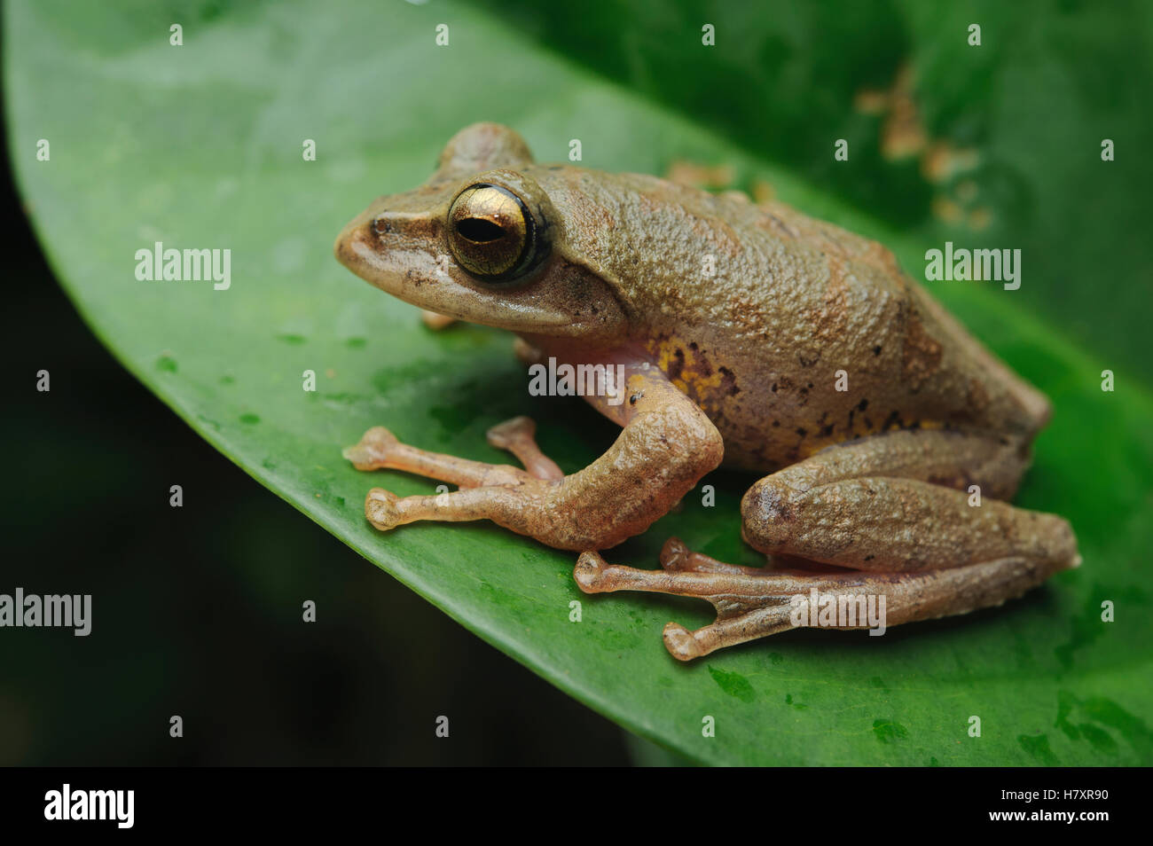 Old World Tree Frog (Rhacophorus sp), Kerinci Seblat National Park ...