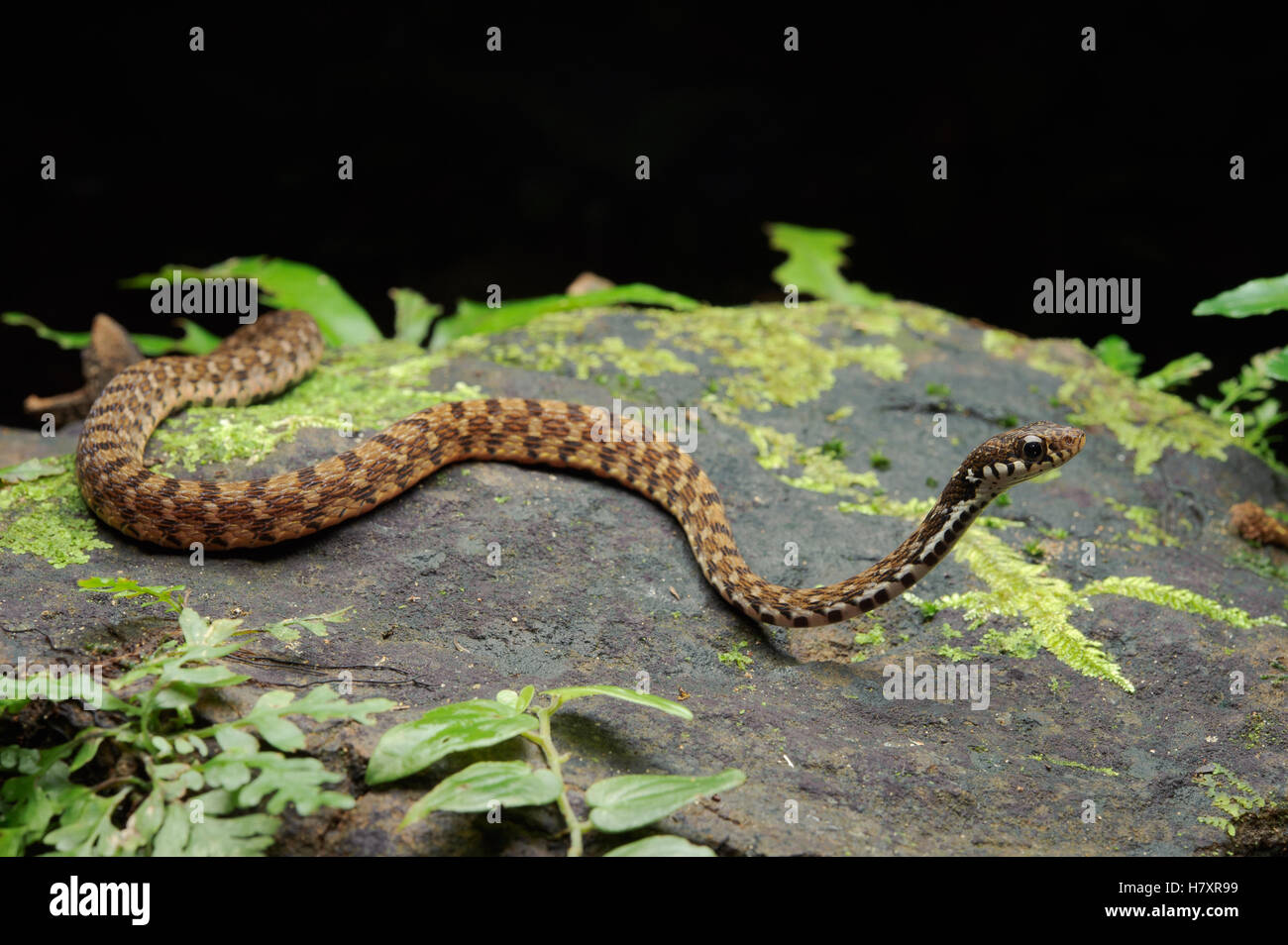 Sarawak Keelback (Amphiesma sarawacensis), Kubah National Park, Sarawak ...