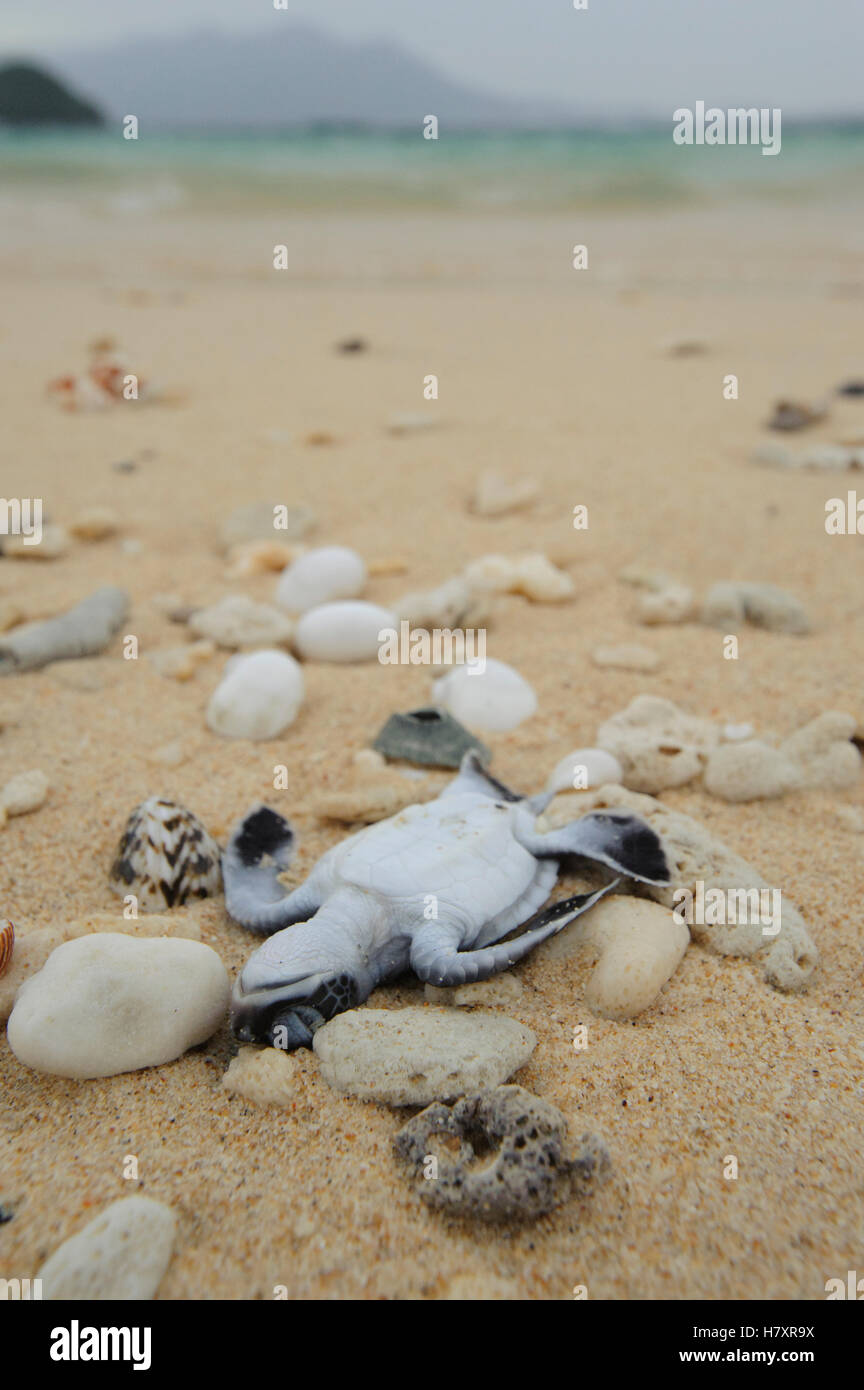 Baby turtle dead hi-res stock photography and images - Alamy