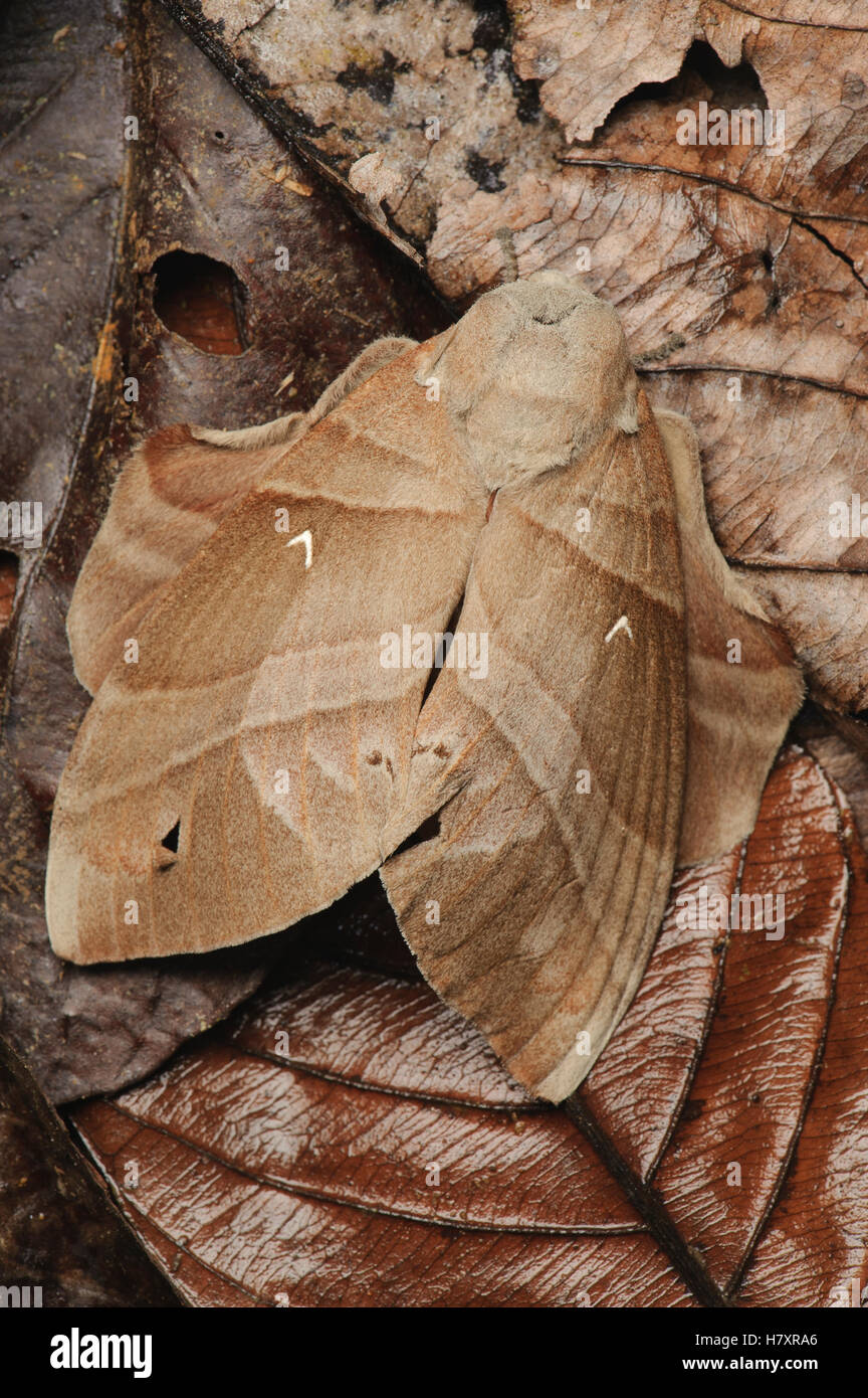 Tent Caterpillar Moth (Lebeda cognata) female camouflaged in leaf ...