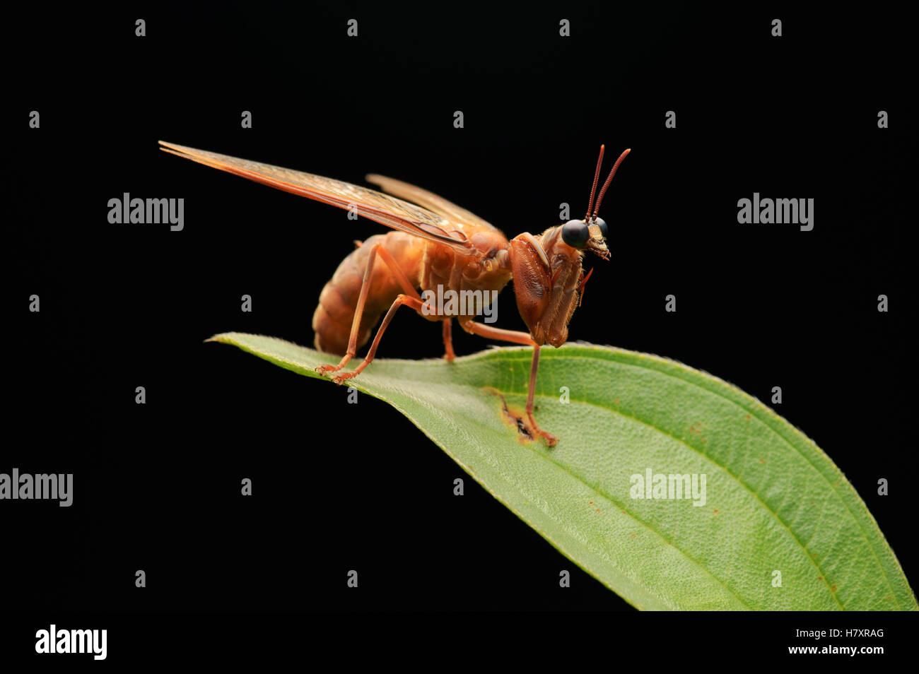 Mantis Fly (Mantispidae) mimicking a wasp to deter predators, Danum ...