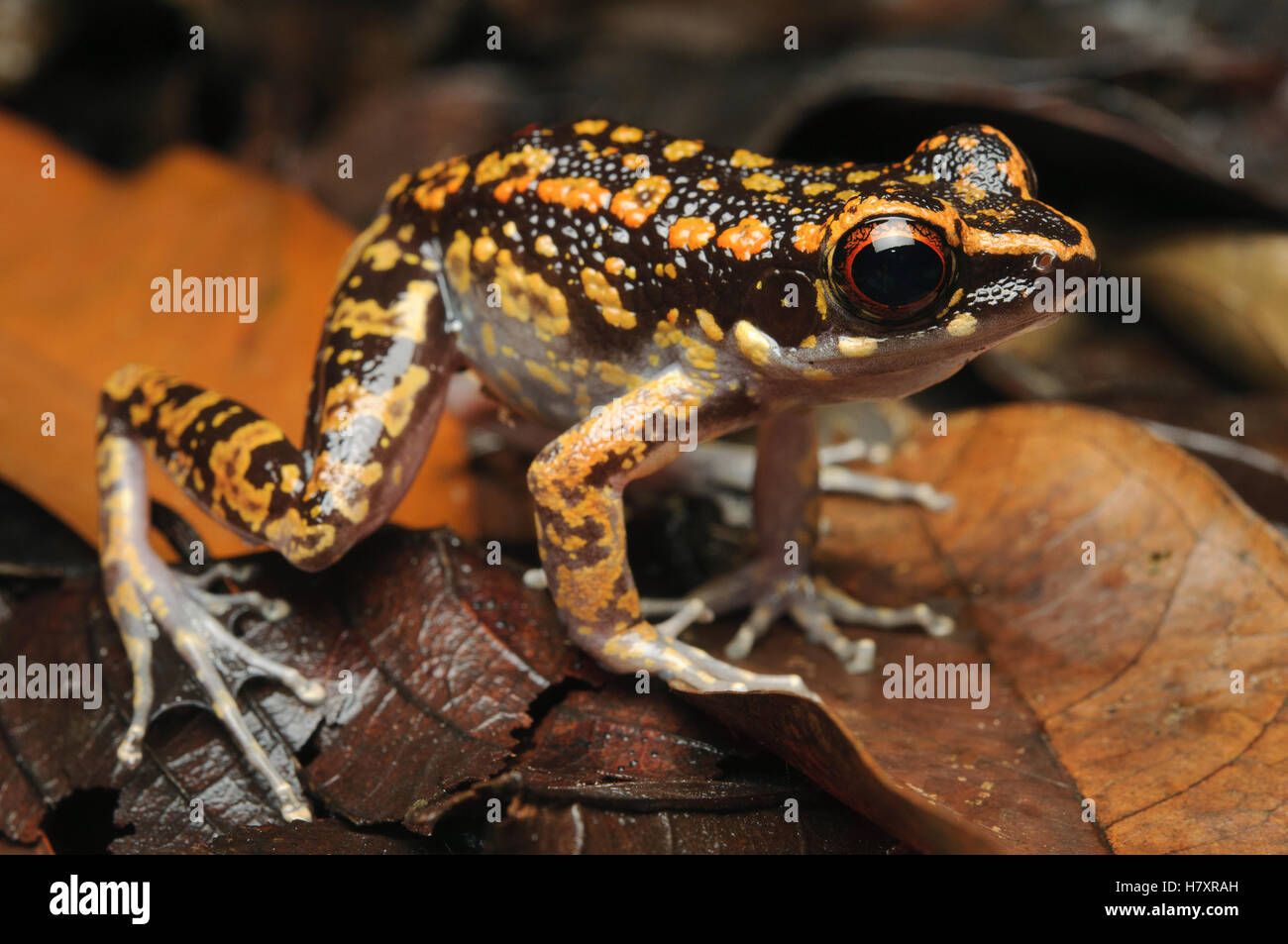 Spotted Stream Frog (Rana picturata) in defensive posture to increase ...