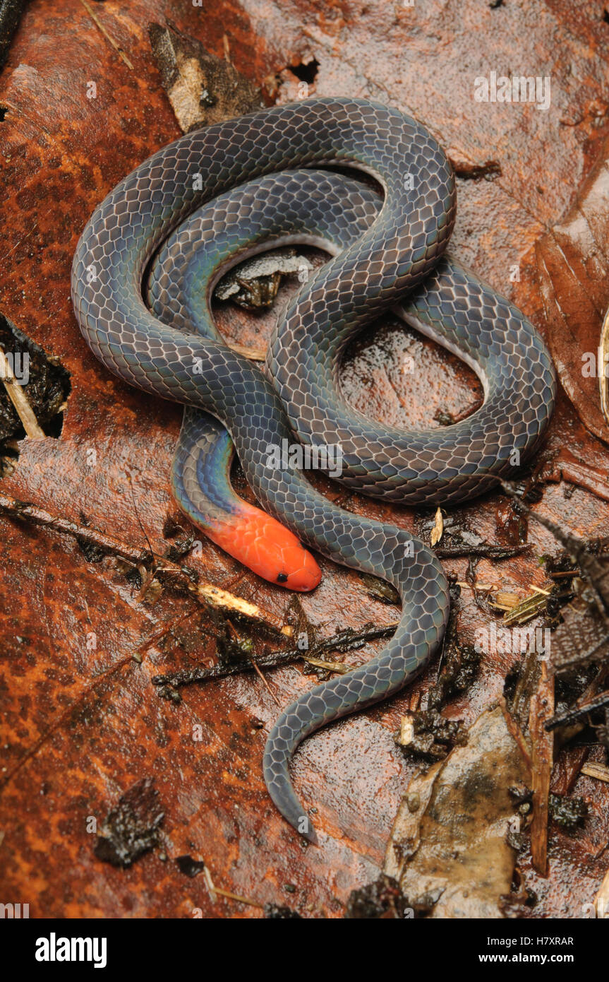 Red-headed Reed Snake (Calamaria schlegeli schlegeli), Kubah National ...