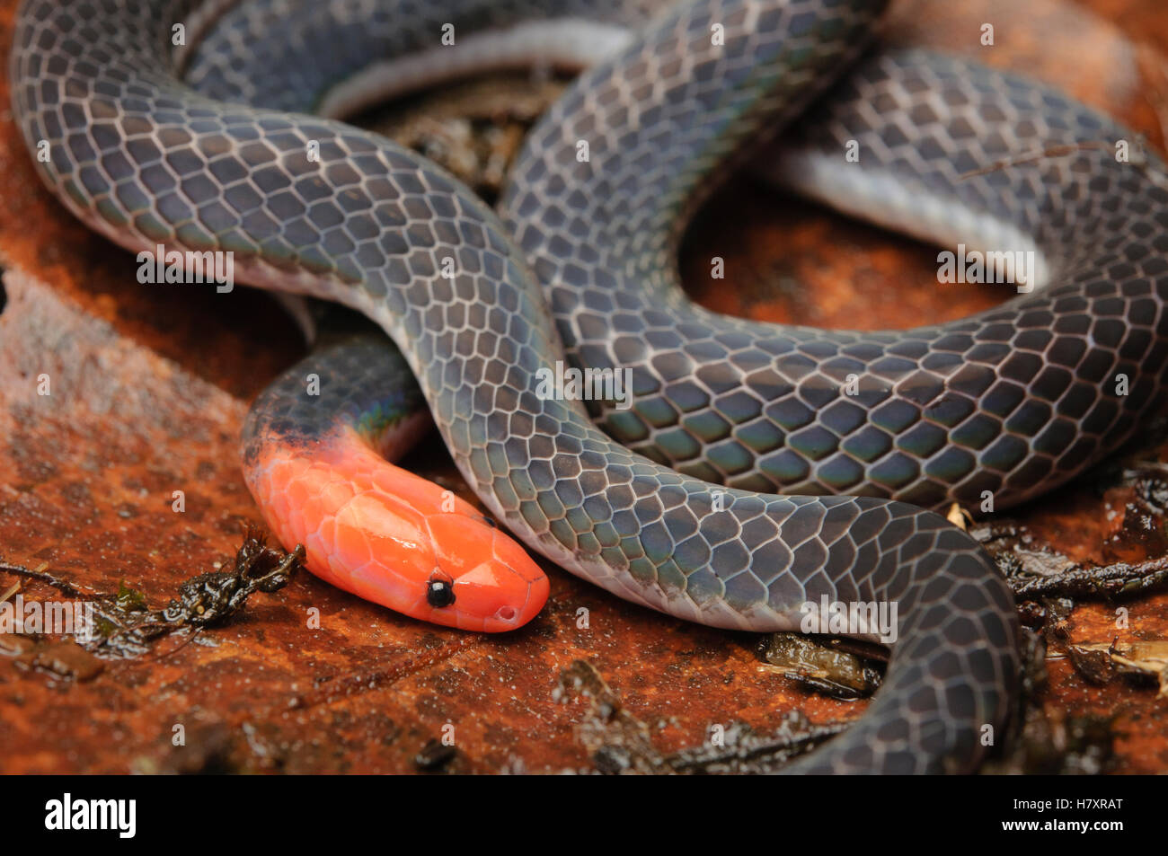 Red-headed Reed Snake (Calamaria schlegeli schlegeli), Kubah National ...