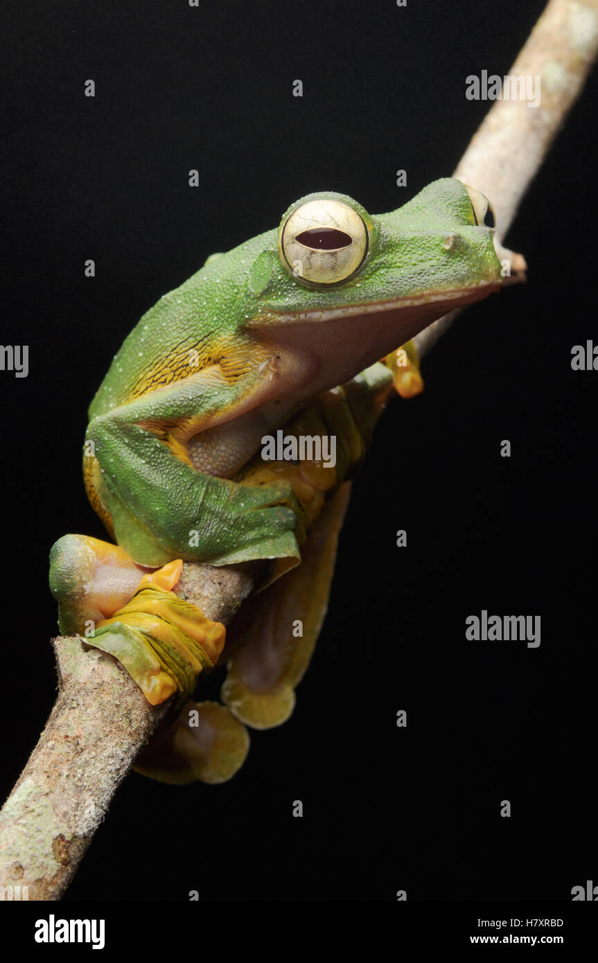 Wallace's Flying Frog (Rhacophorus nigropalmatus), Gunung Penrissen ...