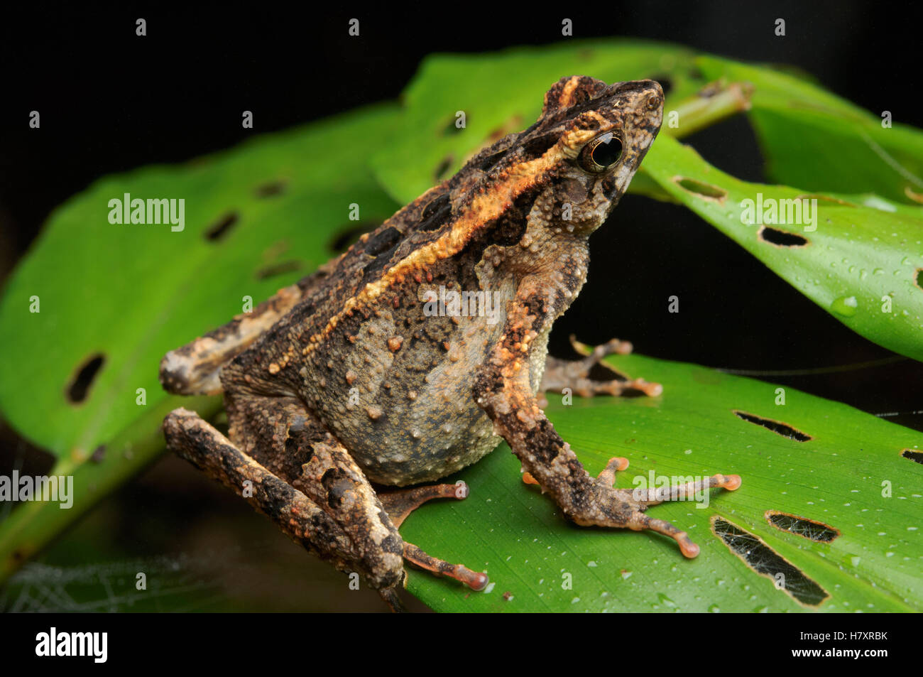Java Tree Toad (Leptophryne borbonica) female, Gunung Penrissen ...
