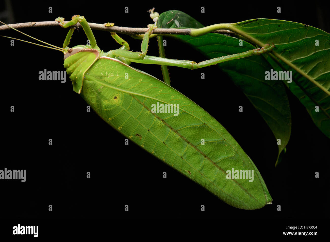 Katydid (Pseudophyllus hercules), Gunung Mulu National Park, Sarawak ...