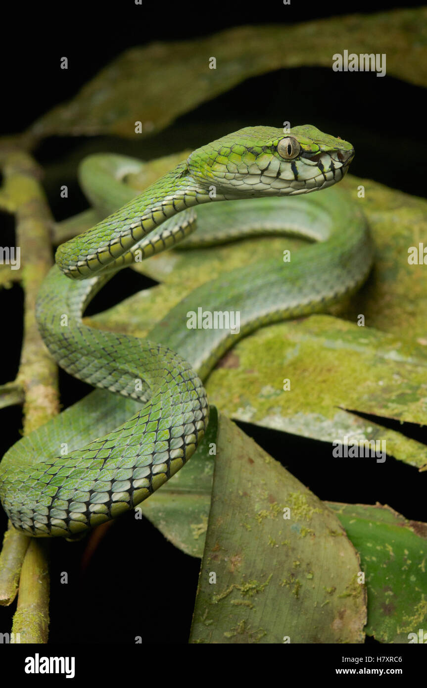 Sumatran Pit Viper (Trimeresurus sumatranus), Gunung Mulu National Park ...