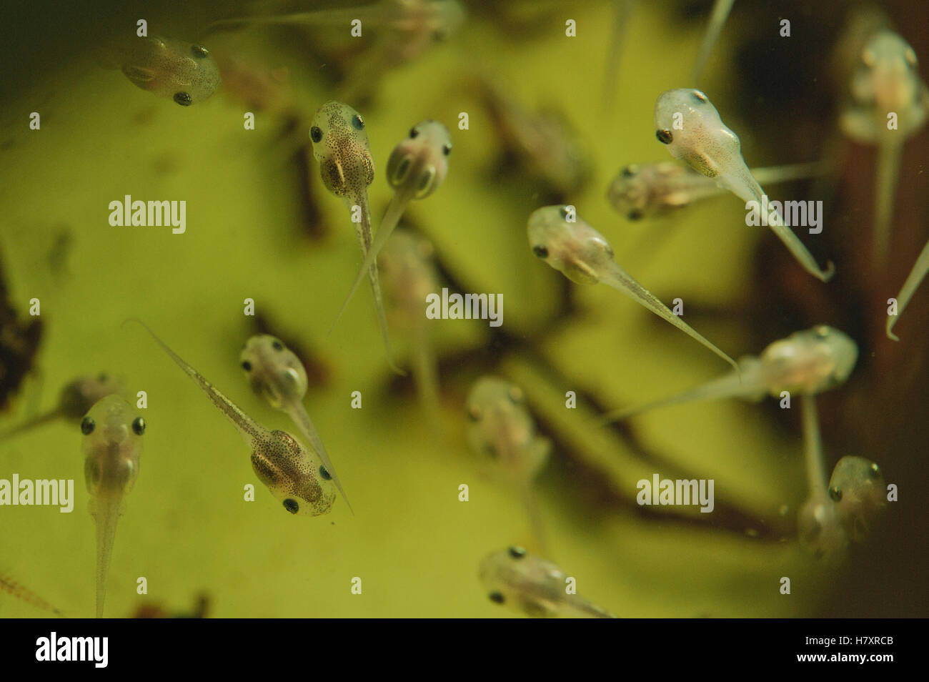 Matang Narrow-mouthed Frog (Microhyla nepenthicola) tadpoles in a ...