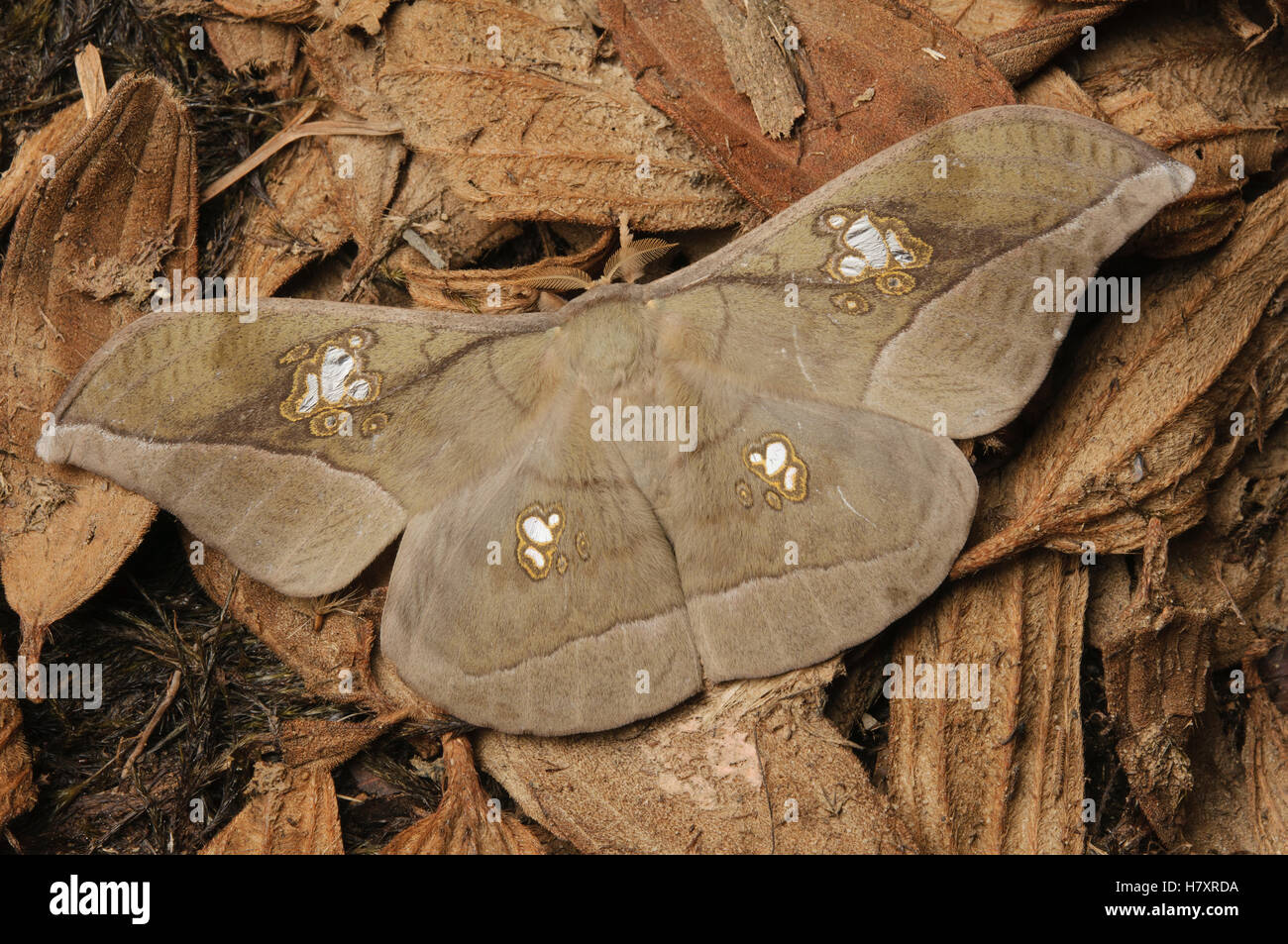 Saturniid Moth (Loepantheraea rosieri), Lawas, Sarawak, Borneo ...