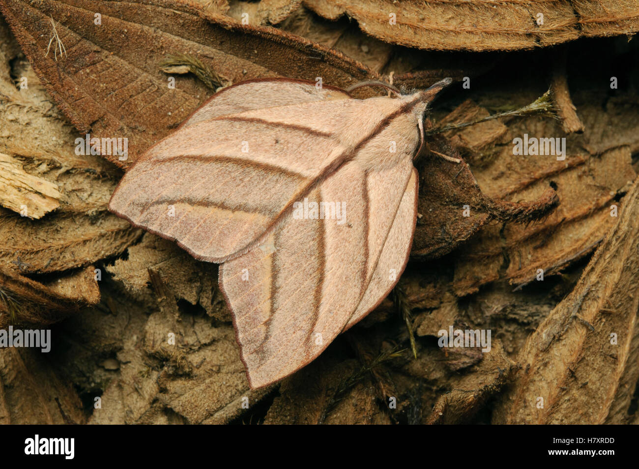 Tent Caterpillar Moth (Arguda insulindiana) camouflaged in leaf litter ...