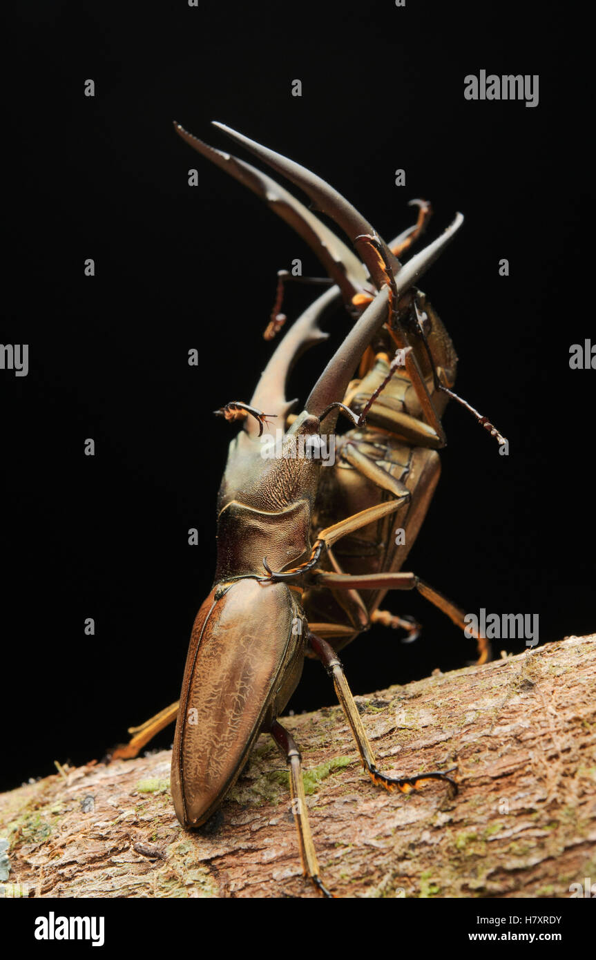 Stag Beetle (Cyclommatus sp) males attempting to overpower one another ...