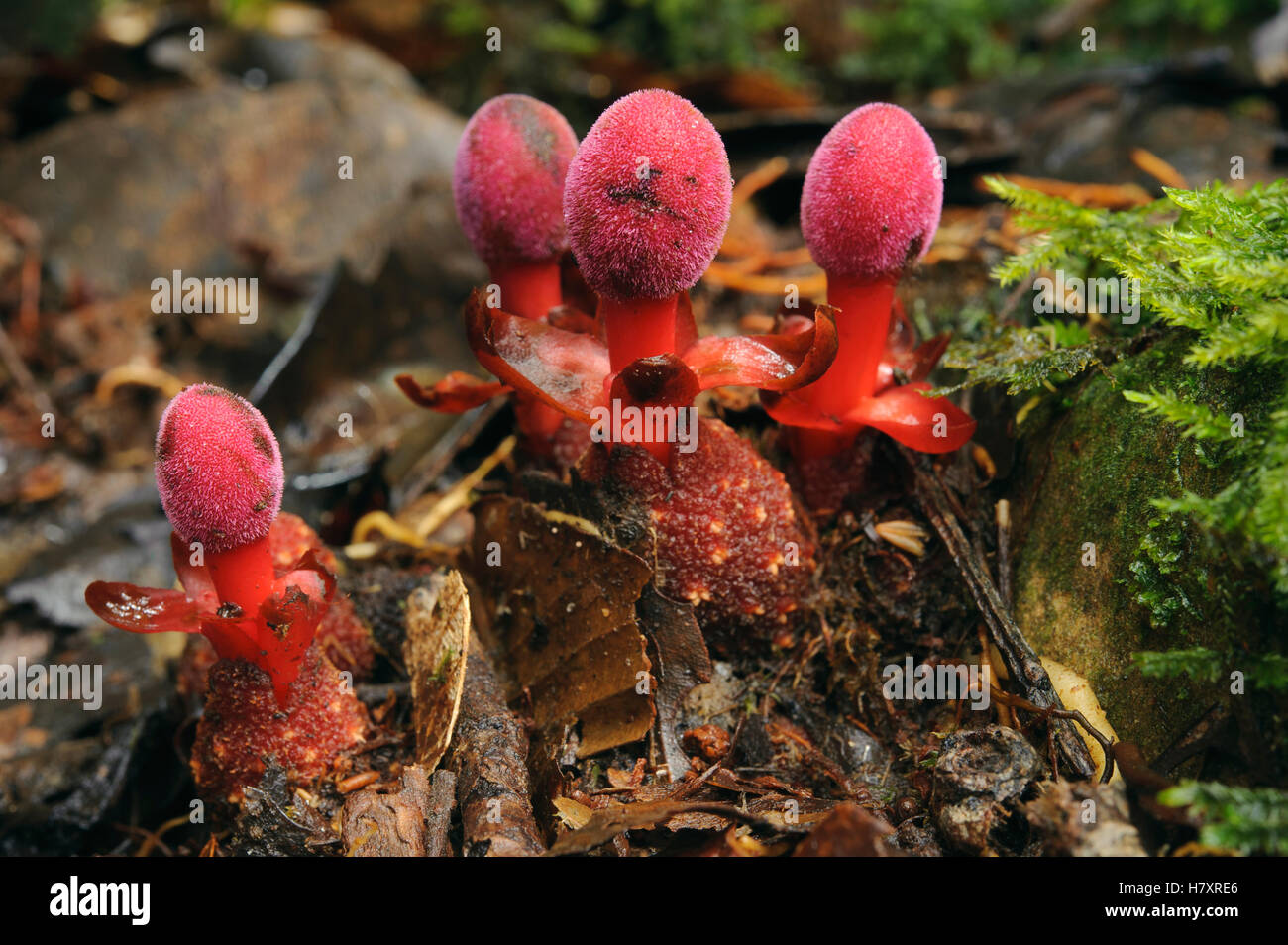 Parasitic Plant (Balanophora papuana) female inflorescences, Lawas ...