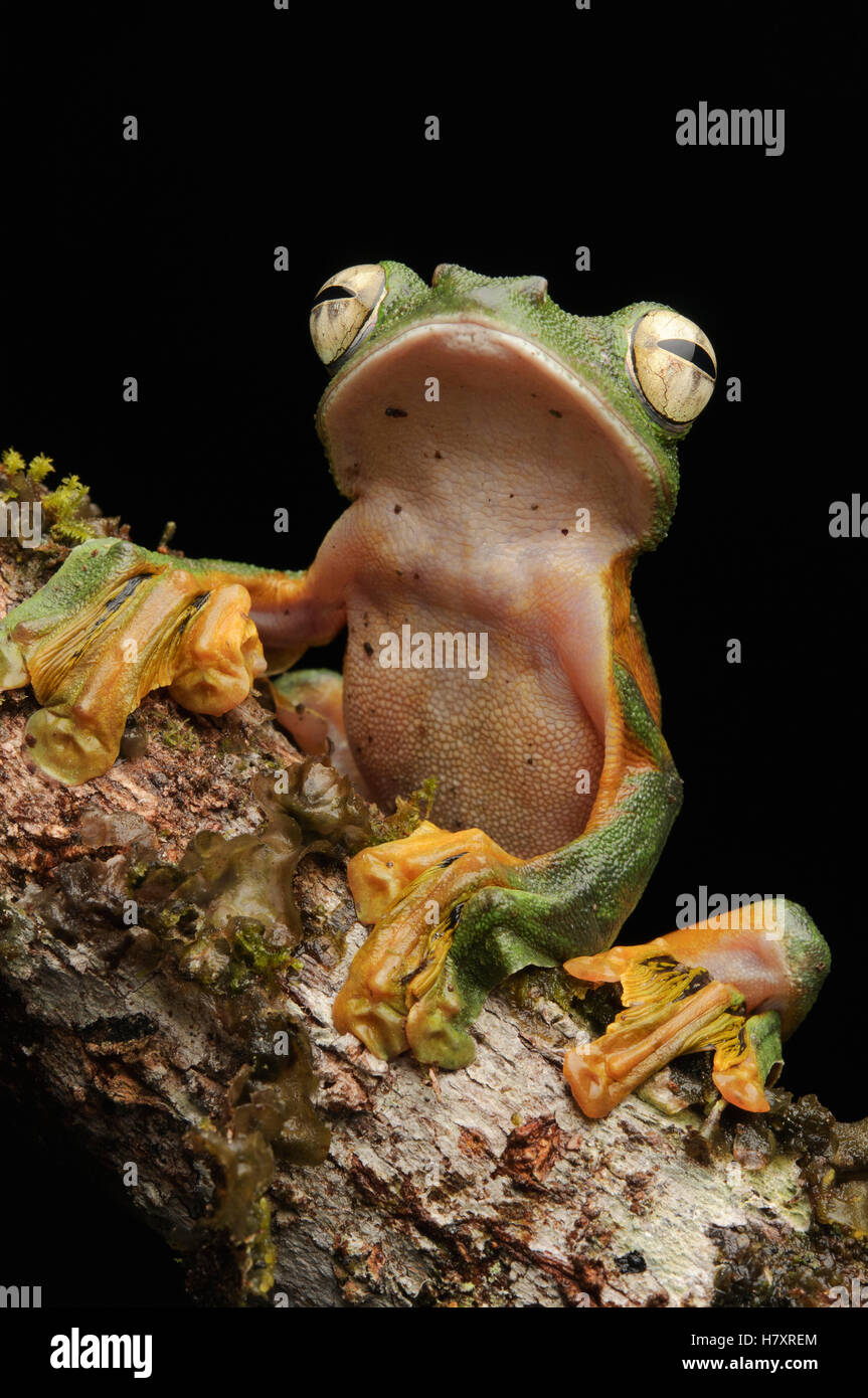 Wallace's Flying Frog (Rhacophorus nigropalmatus), Lawas, Sarawak ...