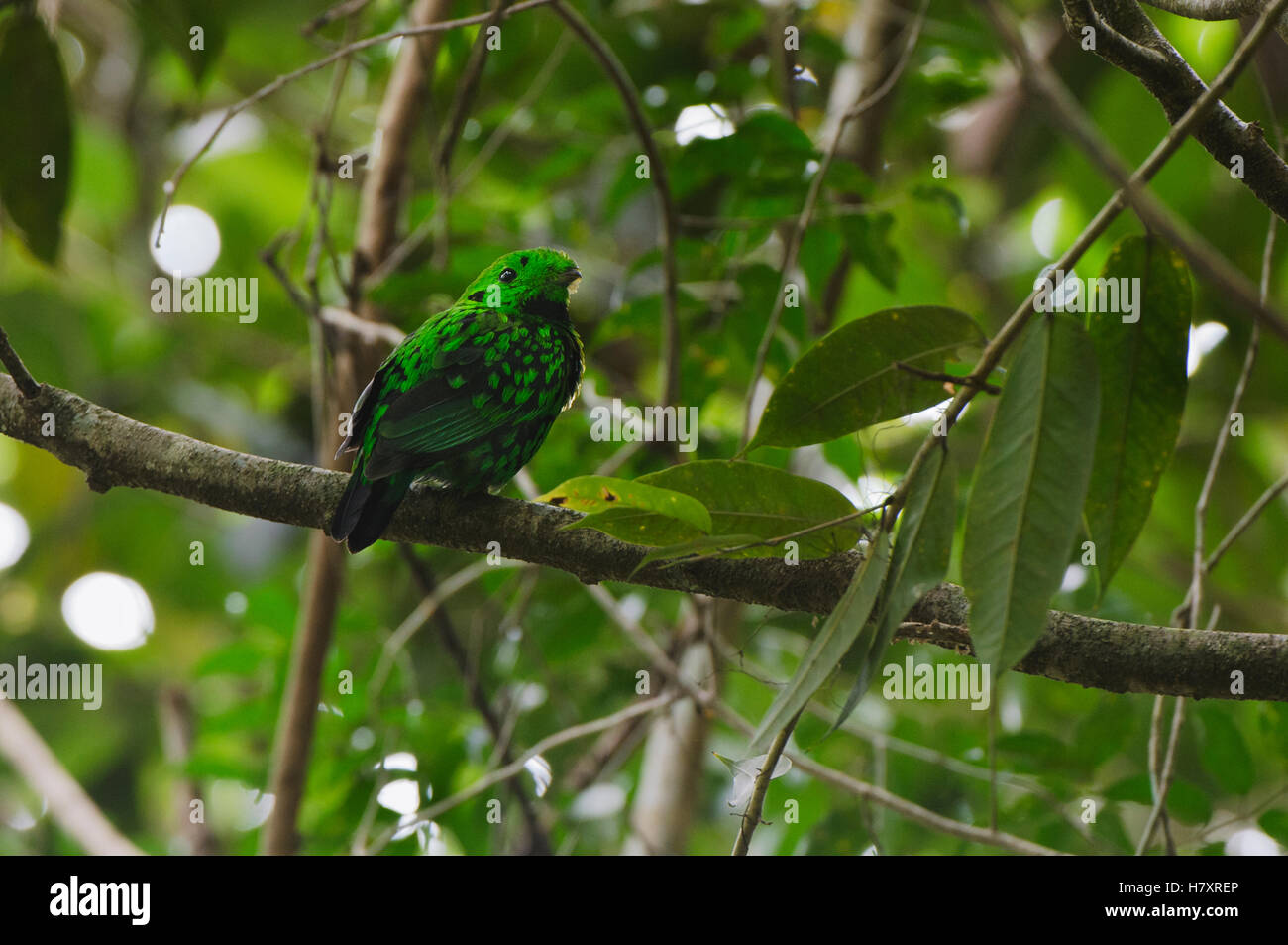 Whitehead's Broadbill (Calyptomena whiteheadi) male, Lawas, Sarawak ...
