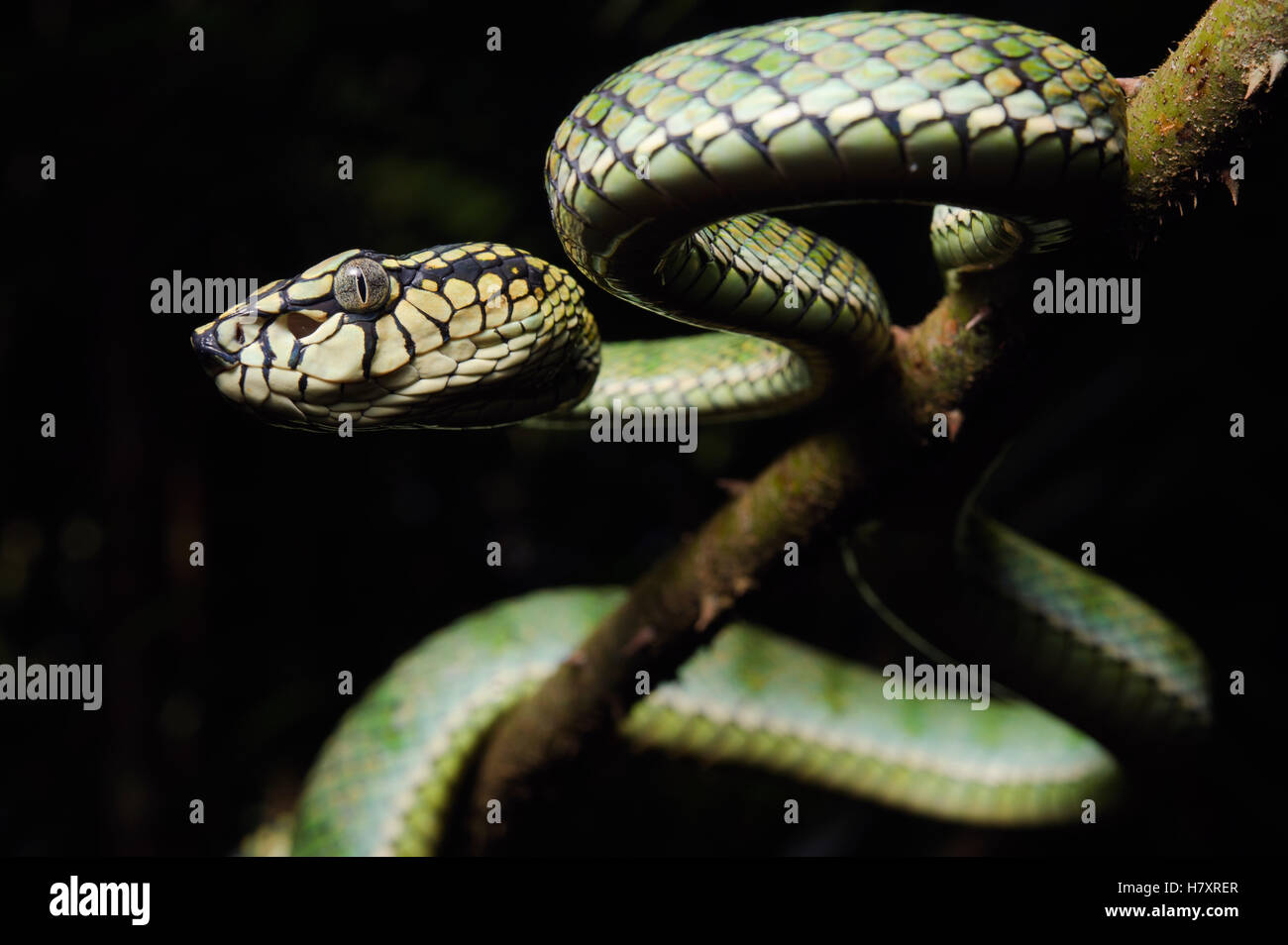 Sumatran Pit Viper (Trimeresurus sumatranus), Kubah National Park ...