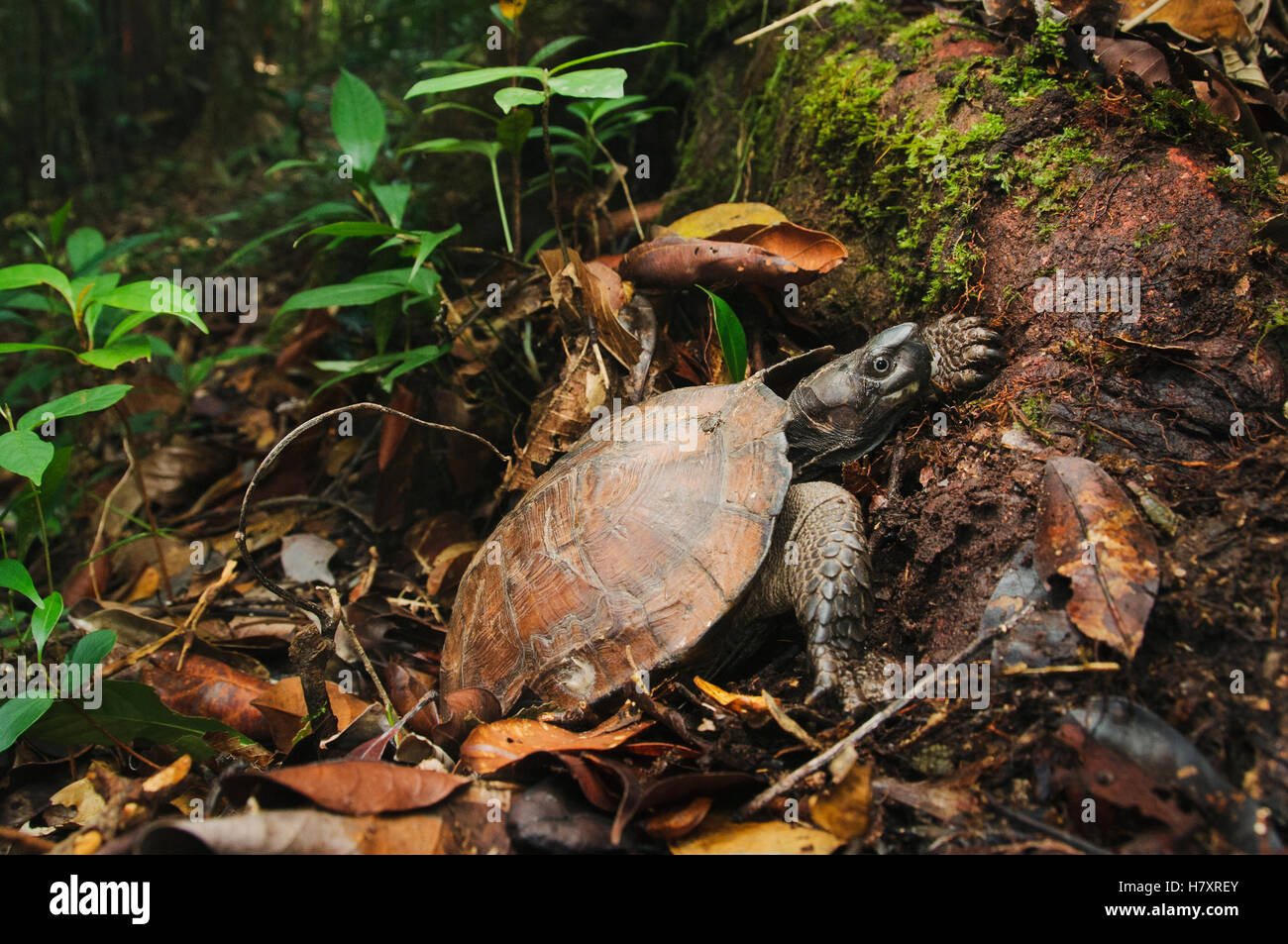 Sunburst Turtle (Heosemys spinosa) on forest floor, Kubah National Park ...