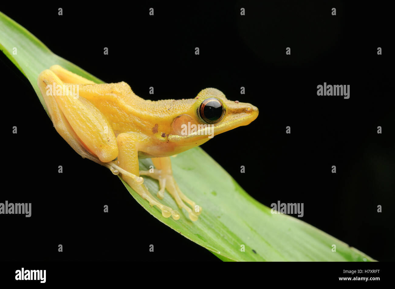 White-lipped Frog (Hylarana raniceps), Gunung Penrissen, Sarawak ...