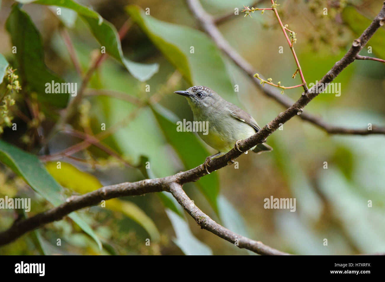 Pygmy White-eye (Oculocincta squamifrons), Gunung Penrissen, Sarawak ...