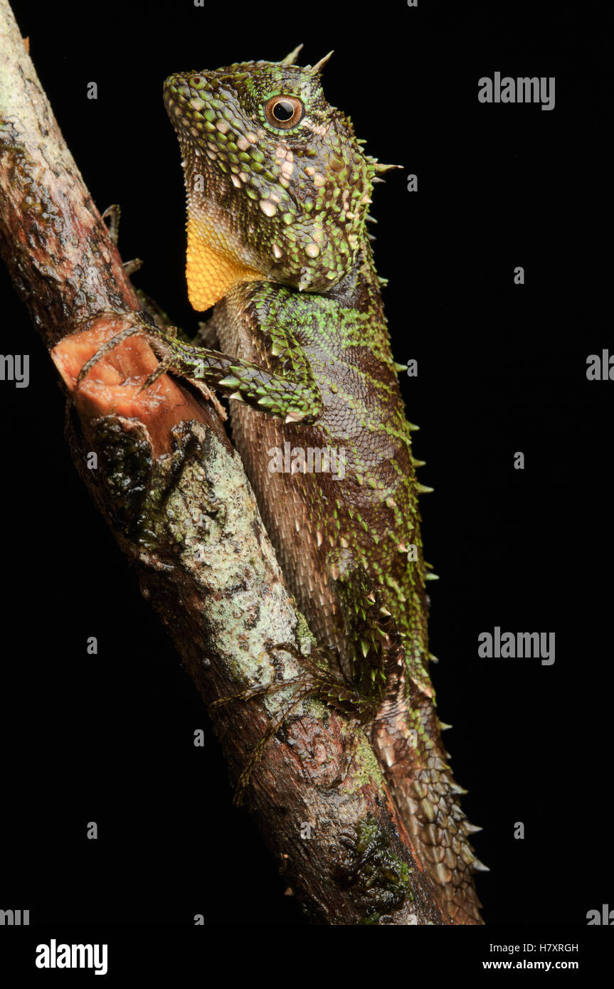 Sarawak Eyebrow Lizard (Phoxophrys spiniceps), Pulong Tau National Park ...