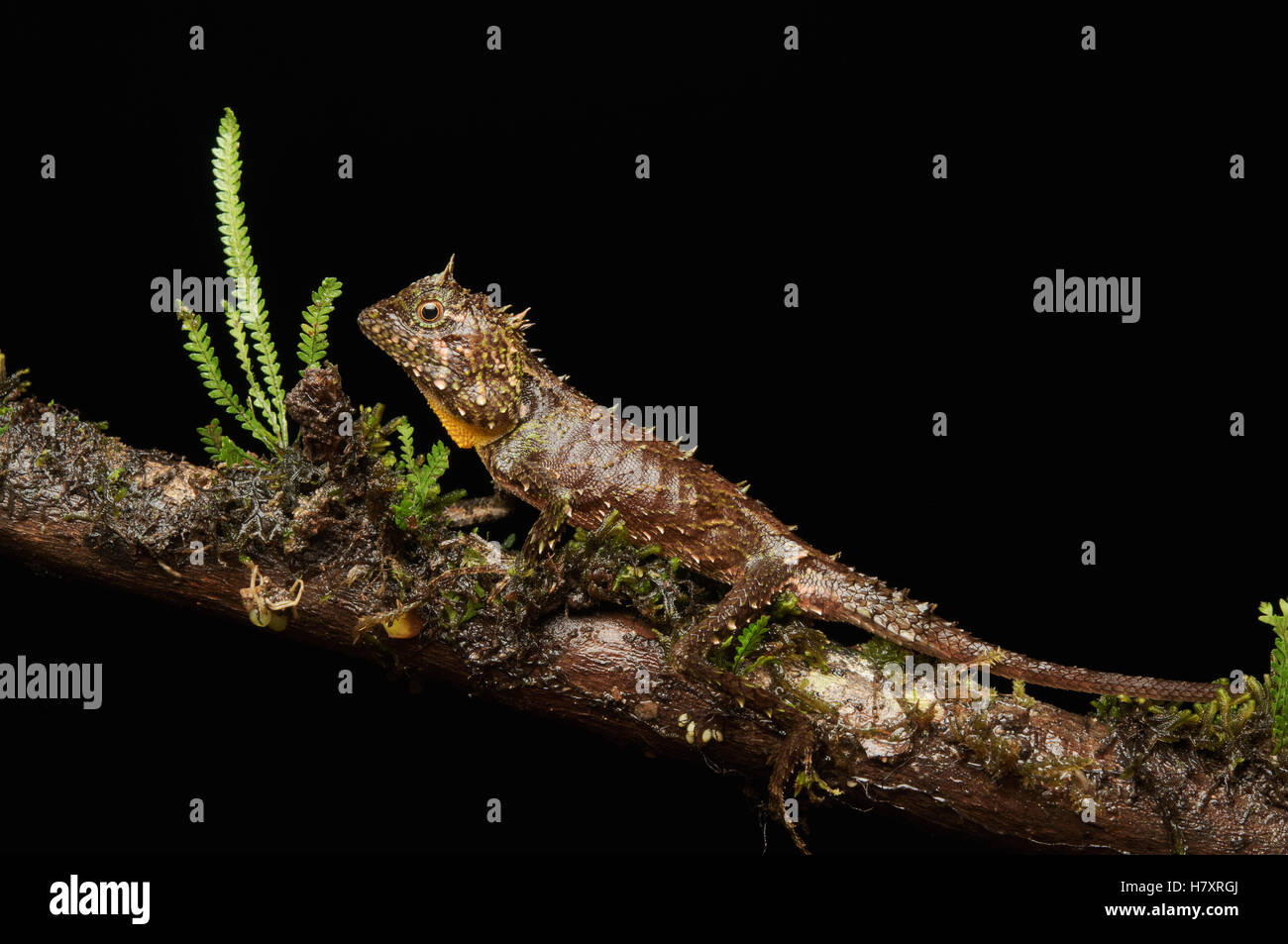 Sarawak Eyebrow Lizard (Phoxophrys spiniceps), Pulong Tau National Park ...