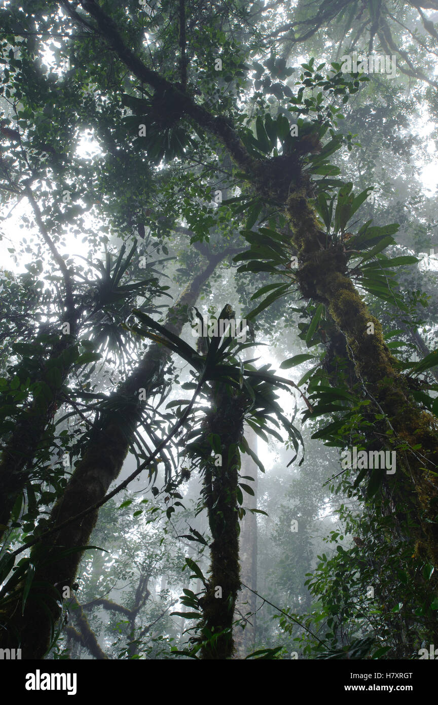 Trees heavily laden with epiphytic plants in the montane rainforest ...