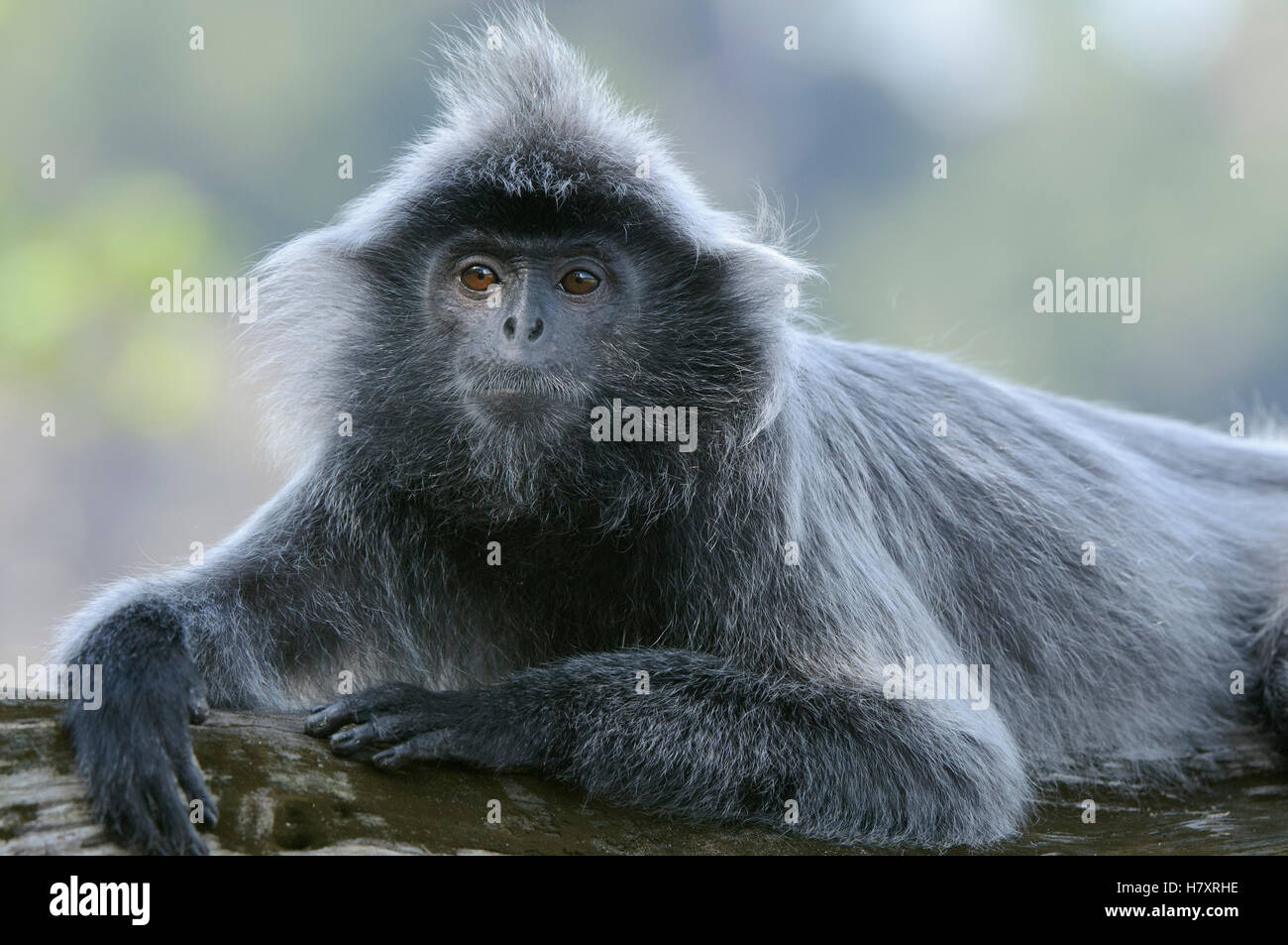 Silvered Leaf Monkey (Trachypithecus cristatus), Bako National Park ...